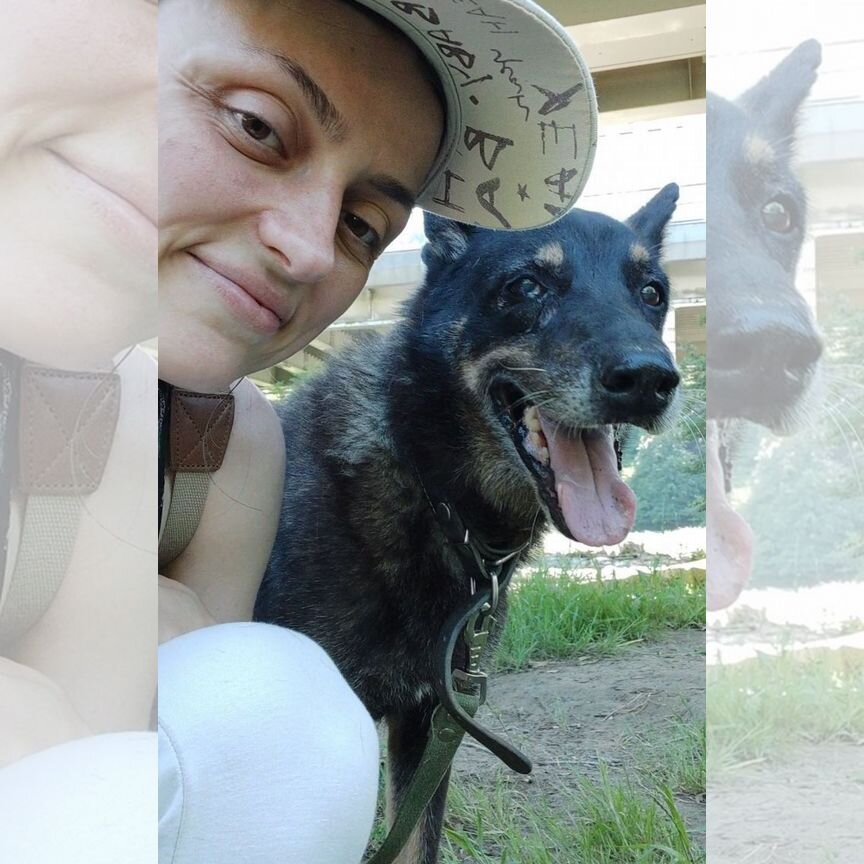Пёс Полкан в поисках дома