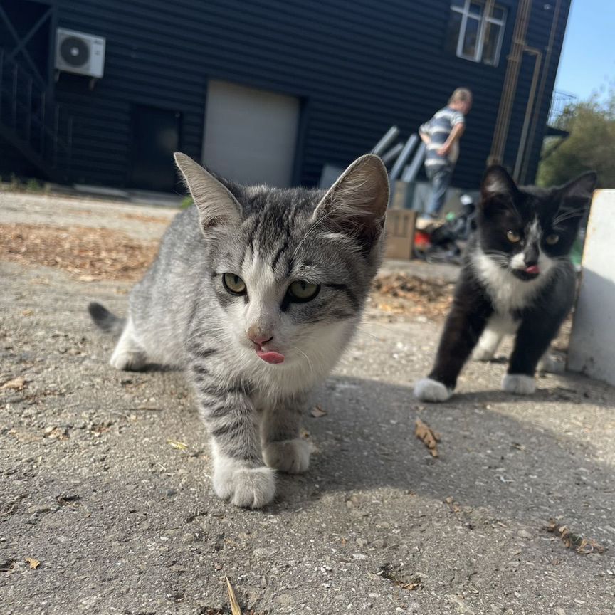 Котята в добрые руки