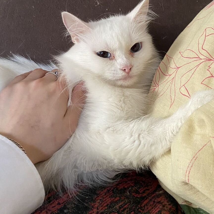 Кошка в добрые руки