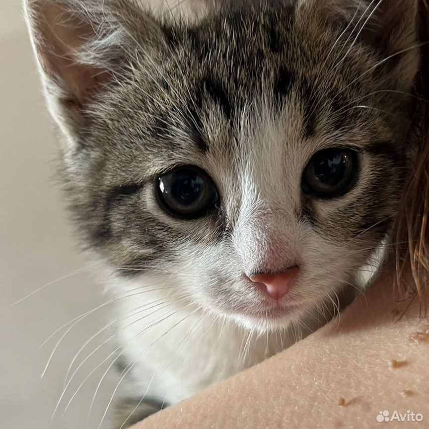 Котенок