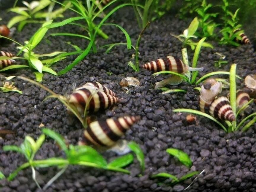 Улитки хилены