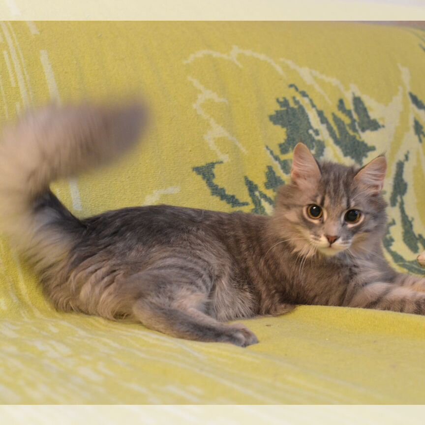 Котенок Тимочка, 5 месяцев, спасенный из СНТ, ждет