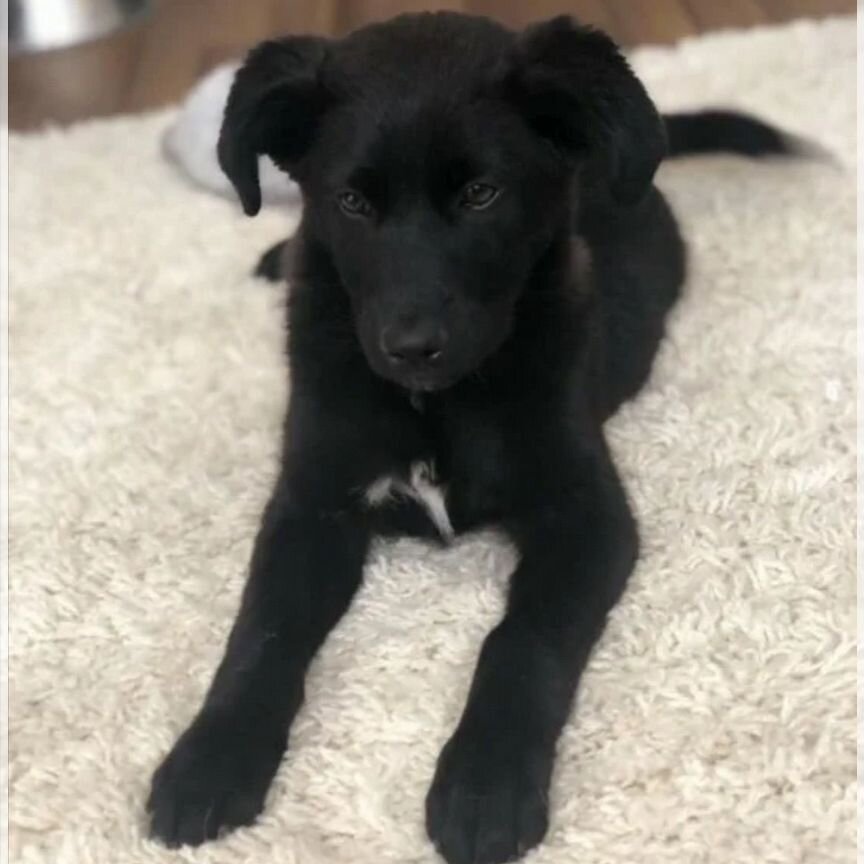 Щенок в добрые руки