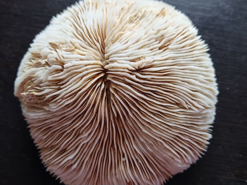 Морские кораллы