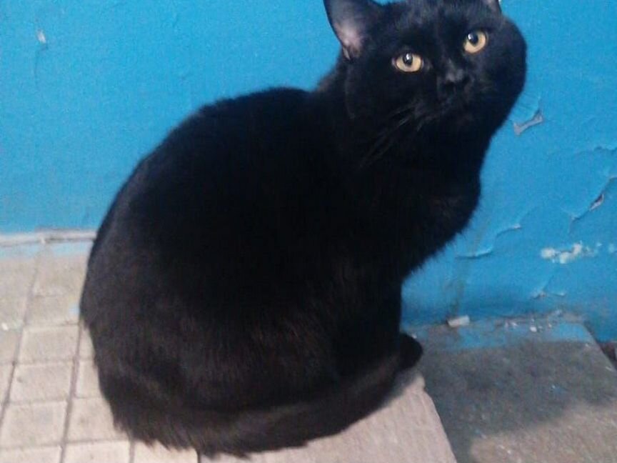 Котик. Мо. Красавец живёт на лестнице. Ищем ручки