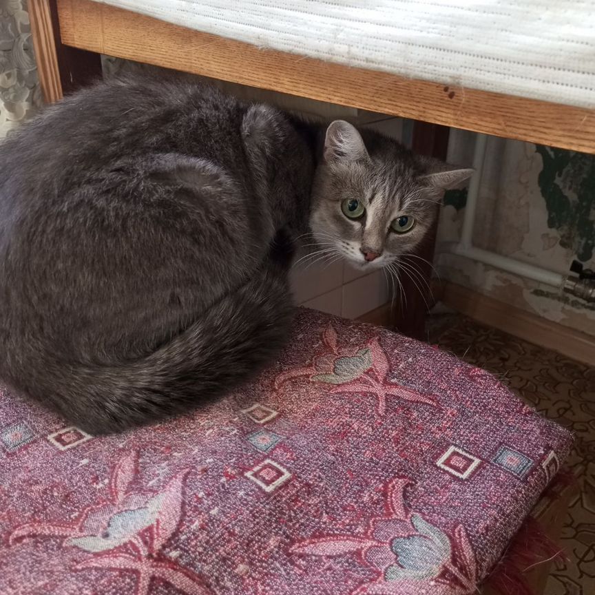 Кошка бесплатно в добрые руки