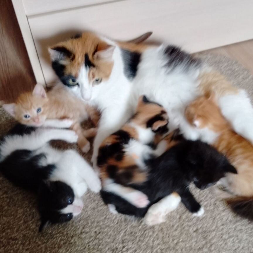 Котята в добрые руки бесплатно