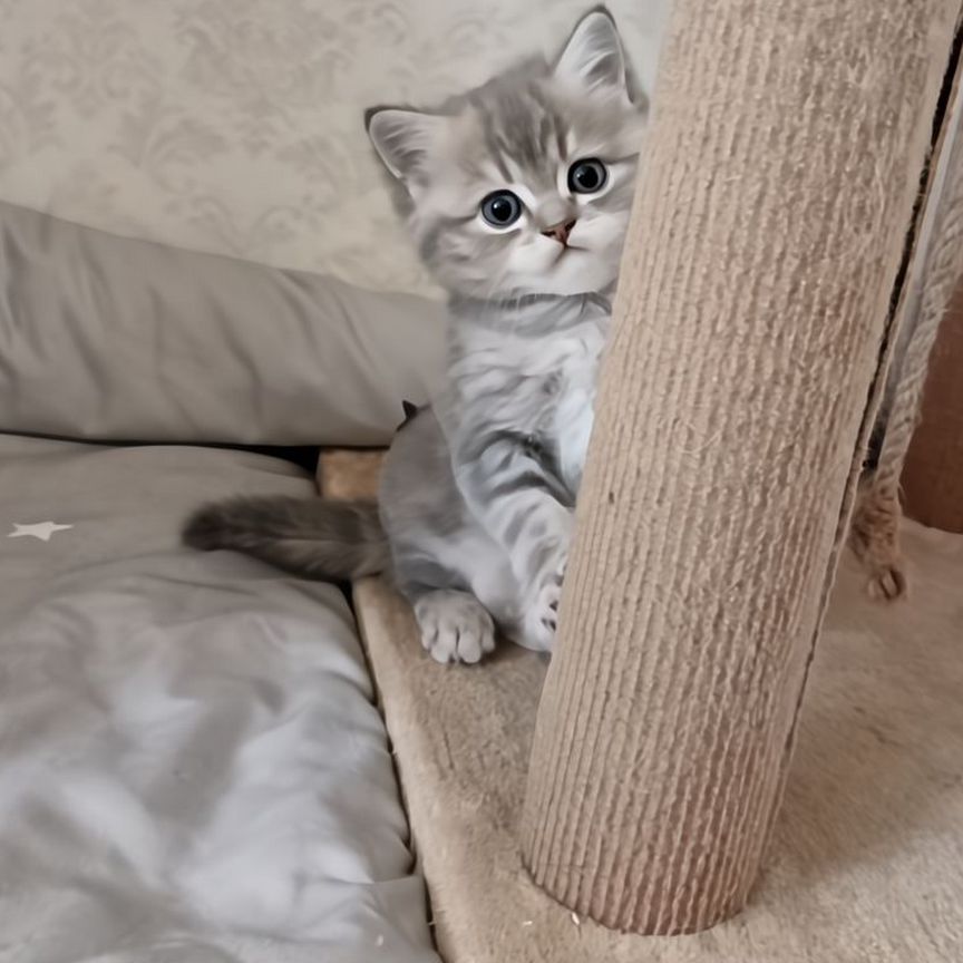 Шотландский прямоухий короткошёрстный котёнок