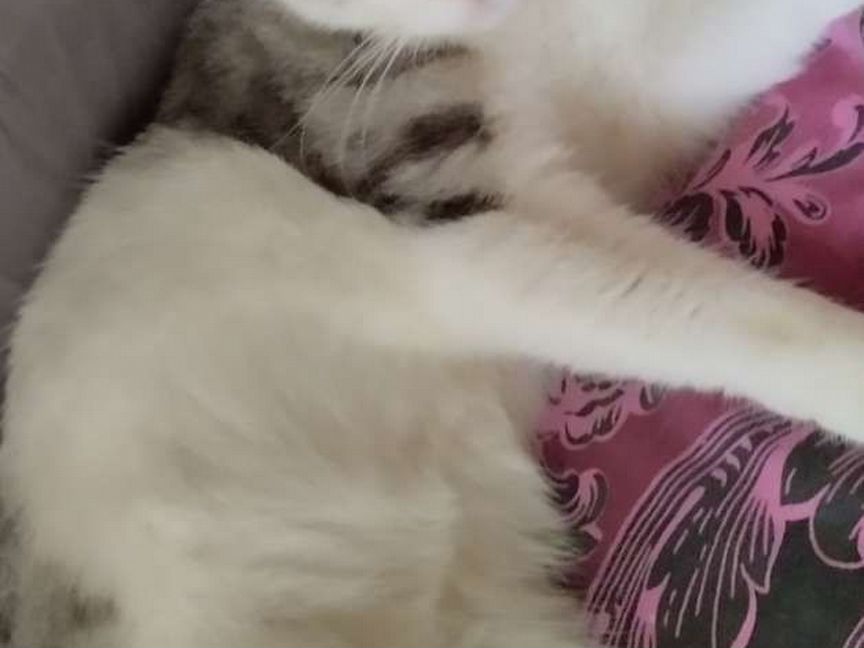 Кошка в дар