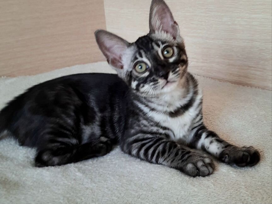 Угольная серебро девочка