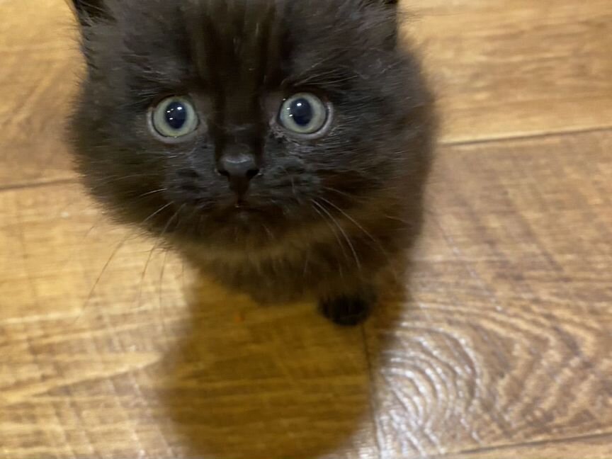 Нафаня, котенок. Д.Р. 17.10.2023