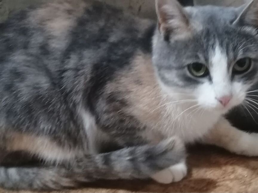 Кошка