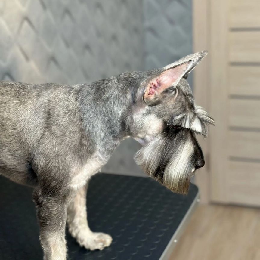 Передержка собак маленьких