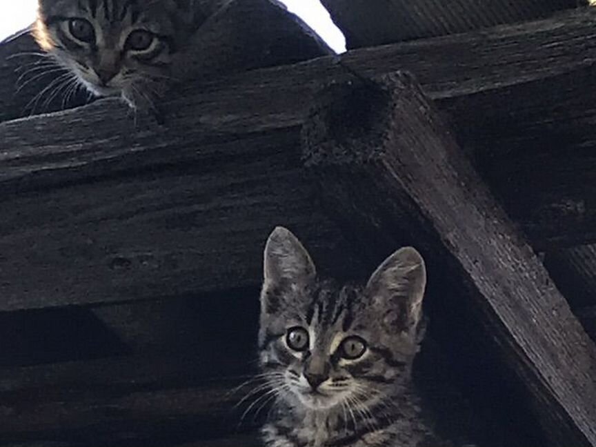 Котята мышеловы