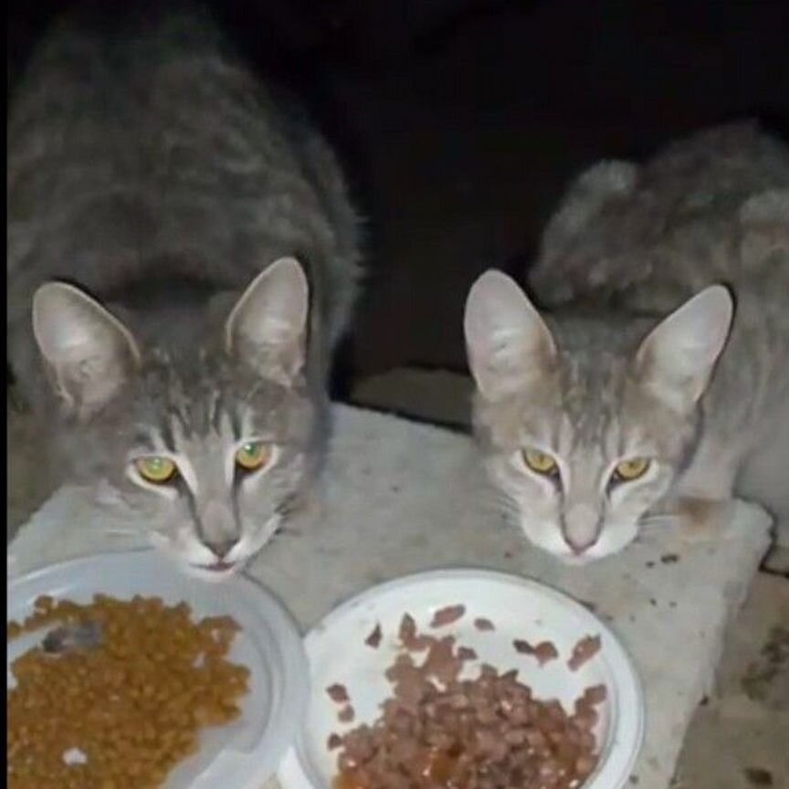 Кошки мёрзнут на улице