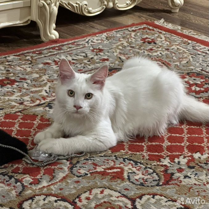 Котенок мэйнкун