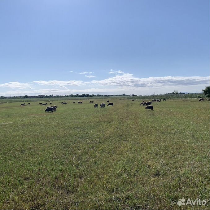 Ягнята барашки