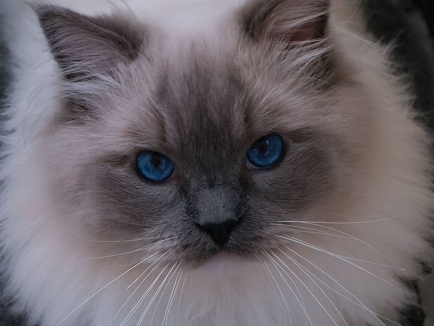 Вязка с котом рэгдолл