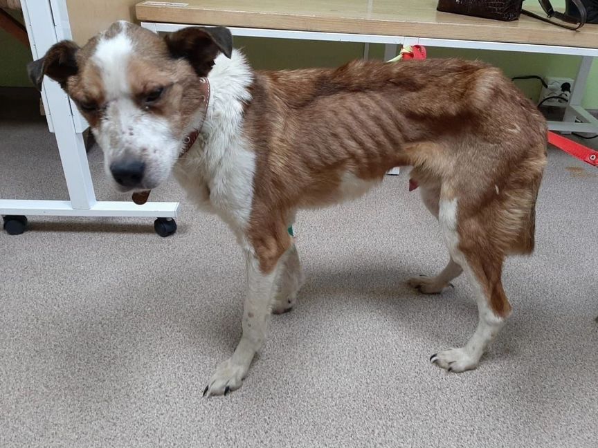 Пёсику снова некуда идти. Он один на даче