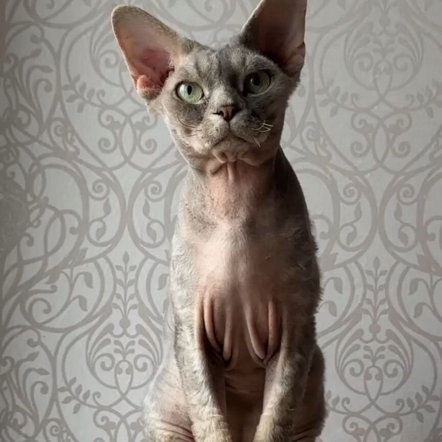 Девон-рекс отдам в хорошие руки