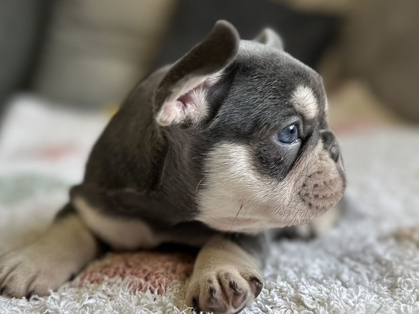 Французский бульдог лиловый девочка с шоколадом