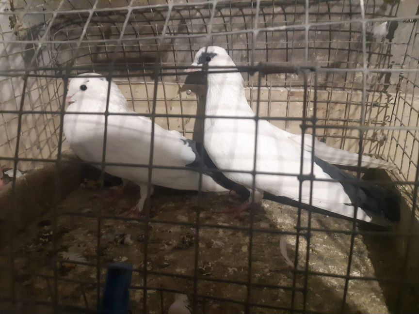 Голуби