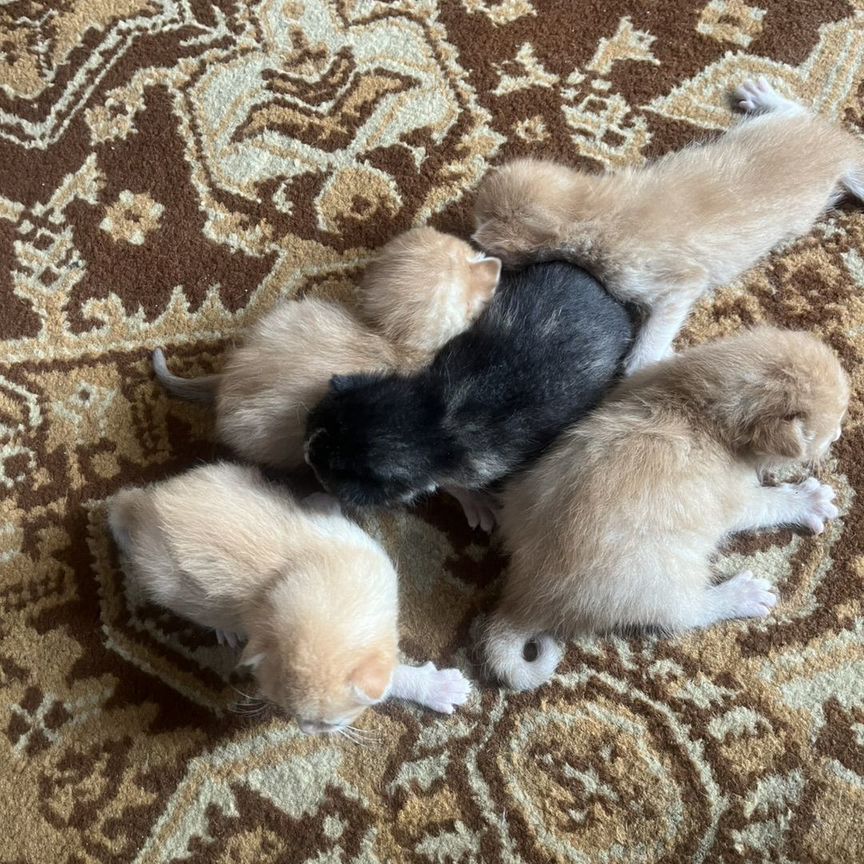 Котята в добрые руки бесплатно