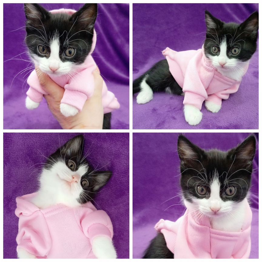 Котенок в добрые руки