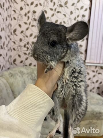 Шиншилла