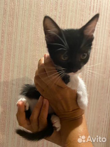 Котенок девочка 3 мес из Крыма