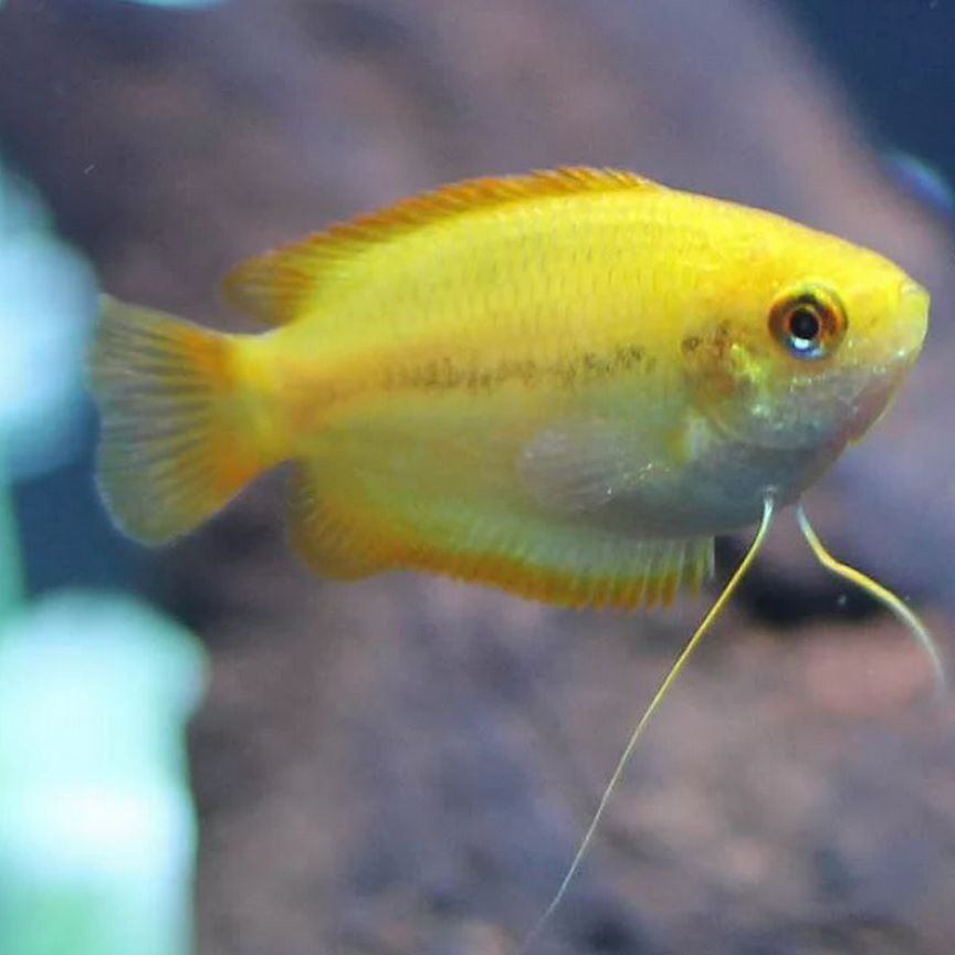 Гурами красный медовый