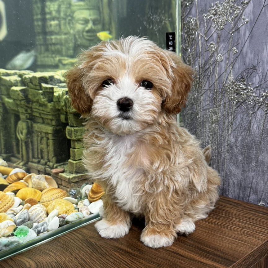 Шикарный мальтипу мини малыш