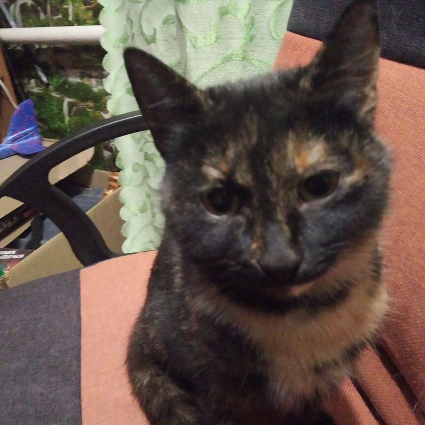 Прибилась кошка, может кто-то ищет