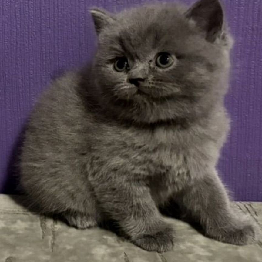 Шотландский прямоухий короткошёрстный котёнок