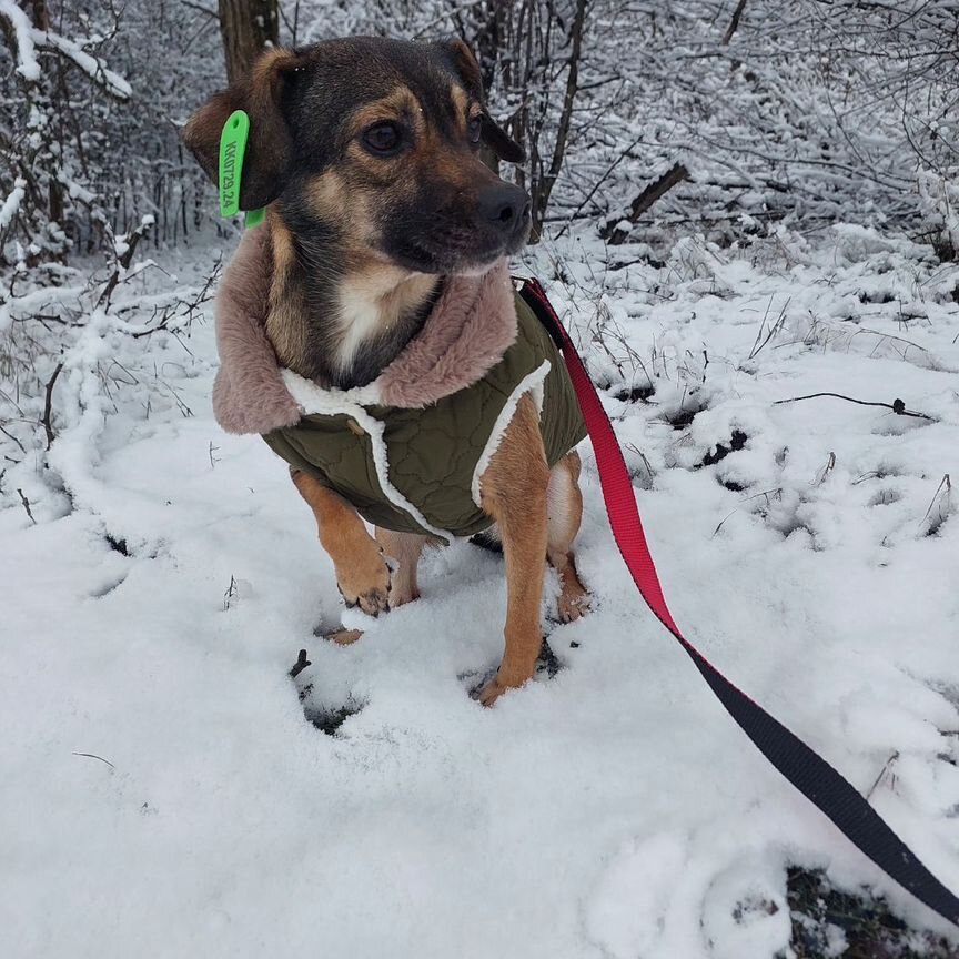 Собака в добрые руки