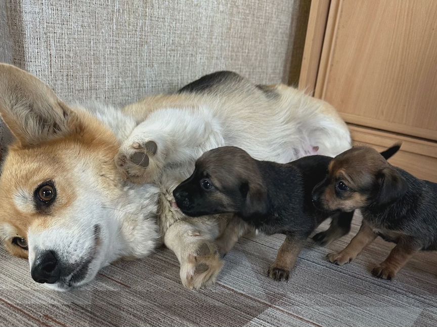 Щенки от корги