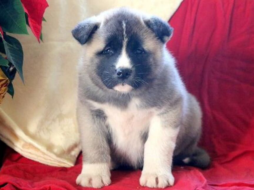 Щенки американской акиты