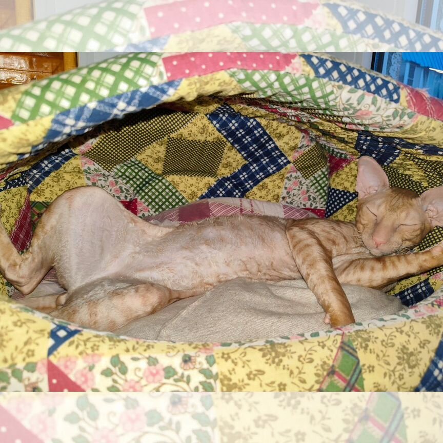 Кот корнеш рекс