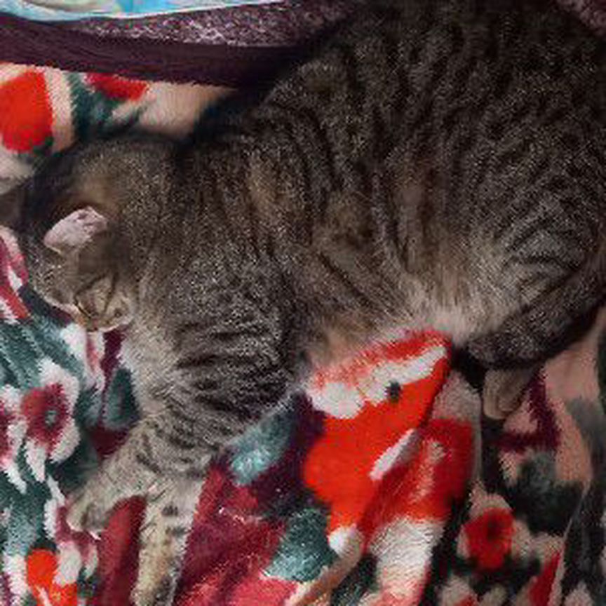 Кошки