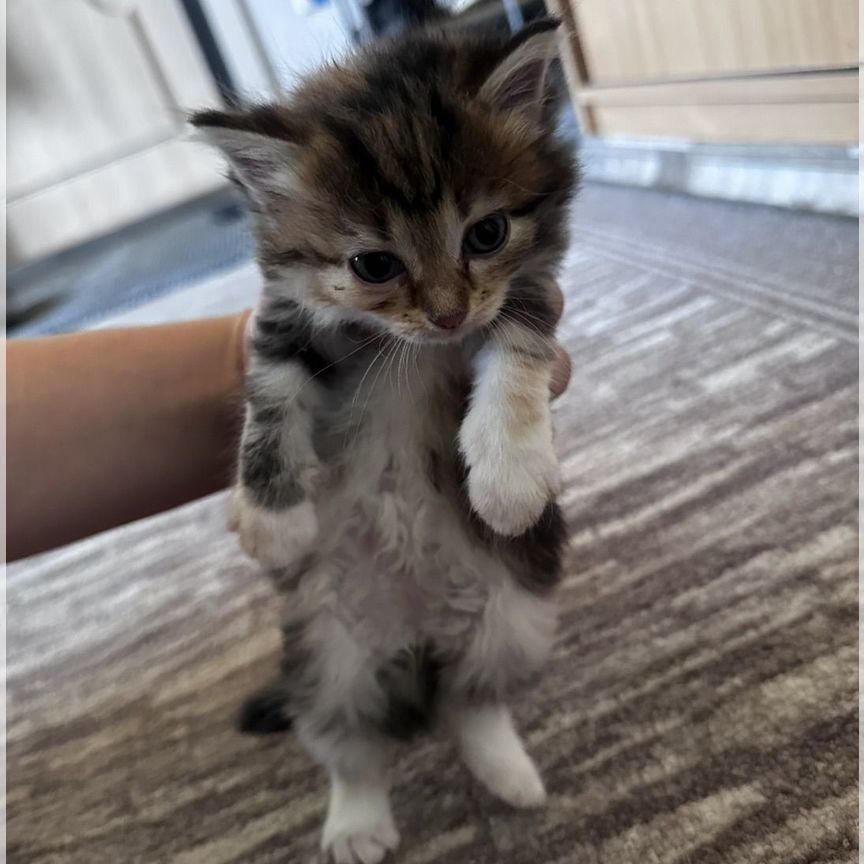 Котики, 4шт, три девочки один мальчик,2 месяца