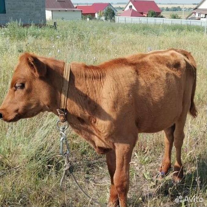 Теленок телочка 4 месяцев