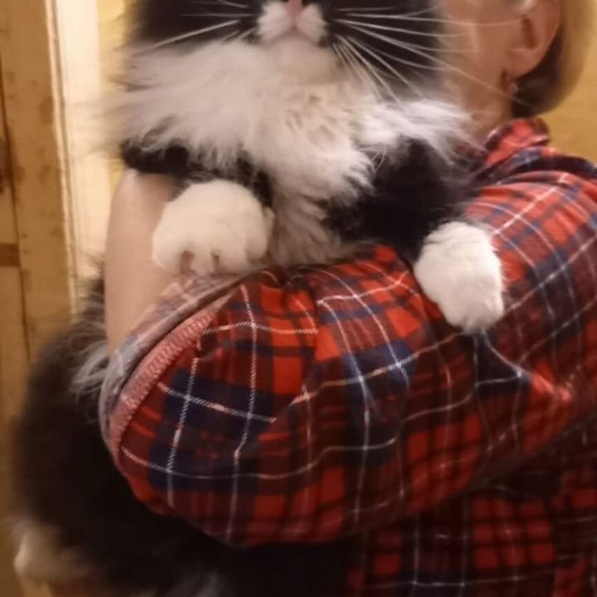 Взрослая, Девочка кошка в добрые руки