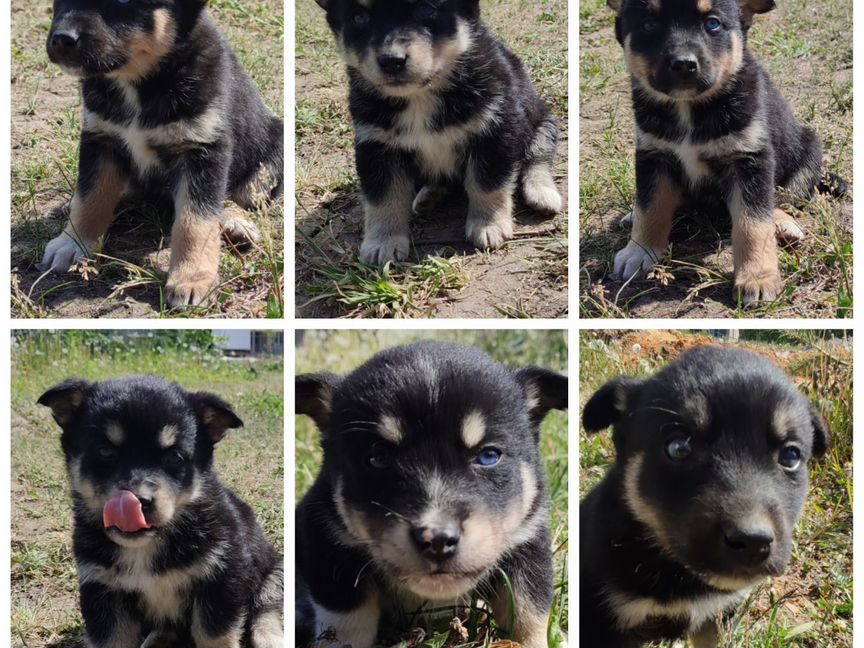 Щенки (дворняшка+хаски)