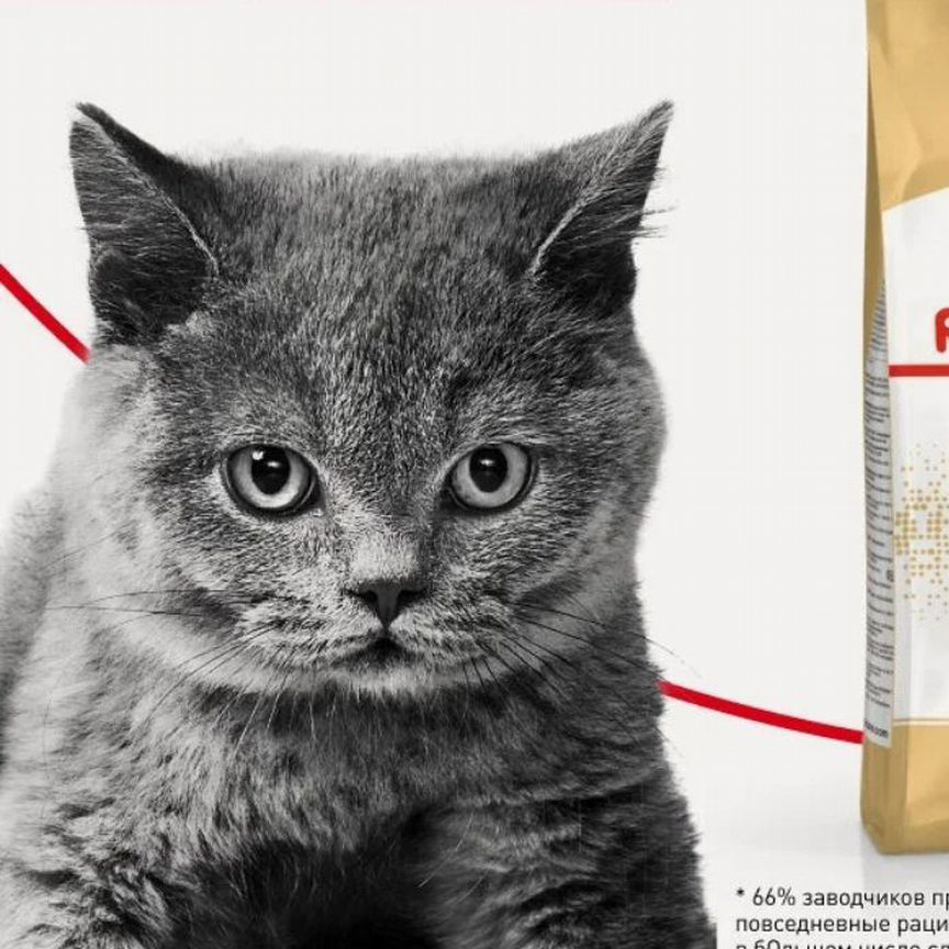 Корм для котят Royal Canin British Kitten 2кг