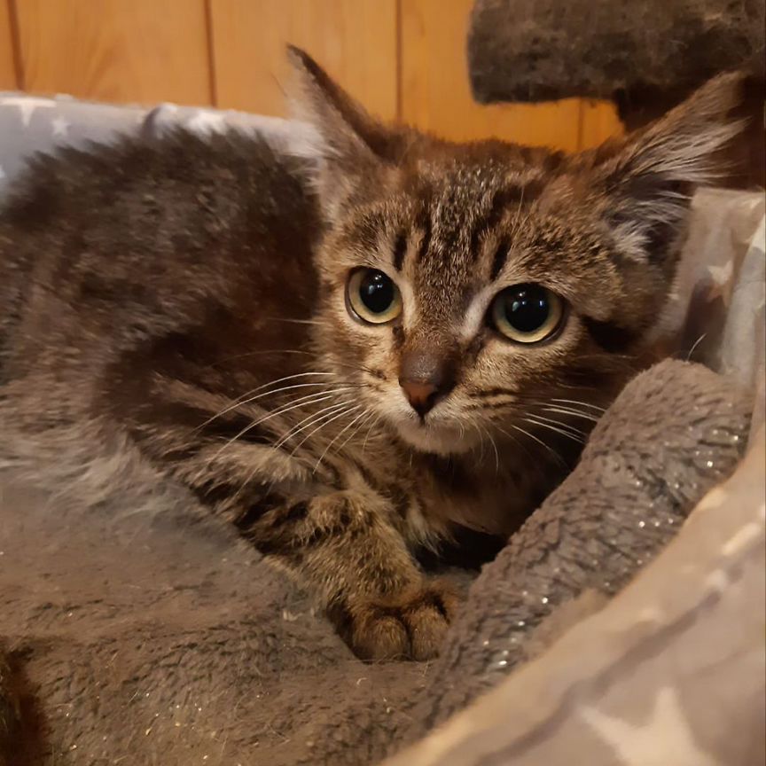 Котенок в добрые руки