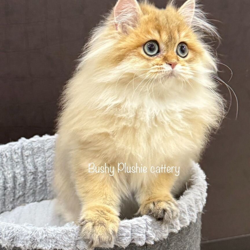 Британский длинношерстный котенок