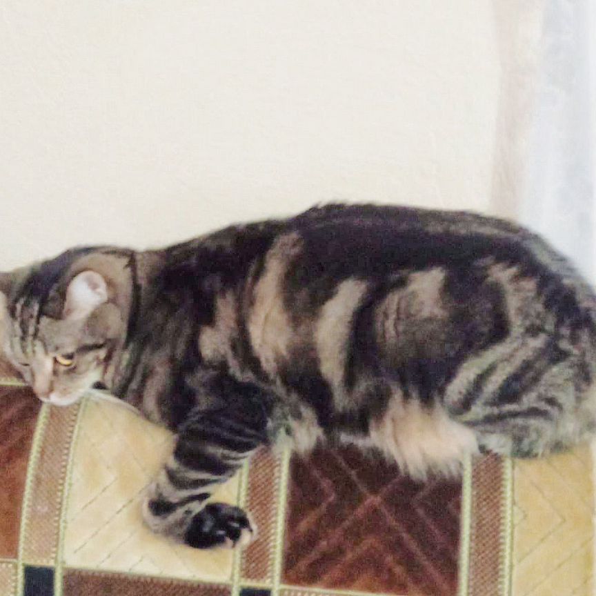 Красивый мраморный котик ищет новый дом
