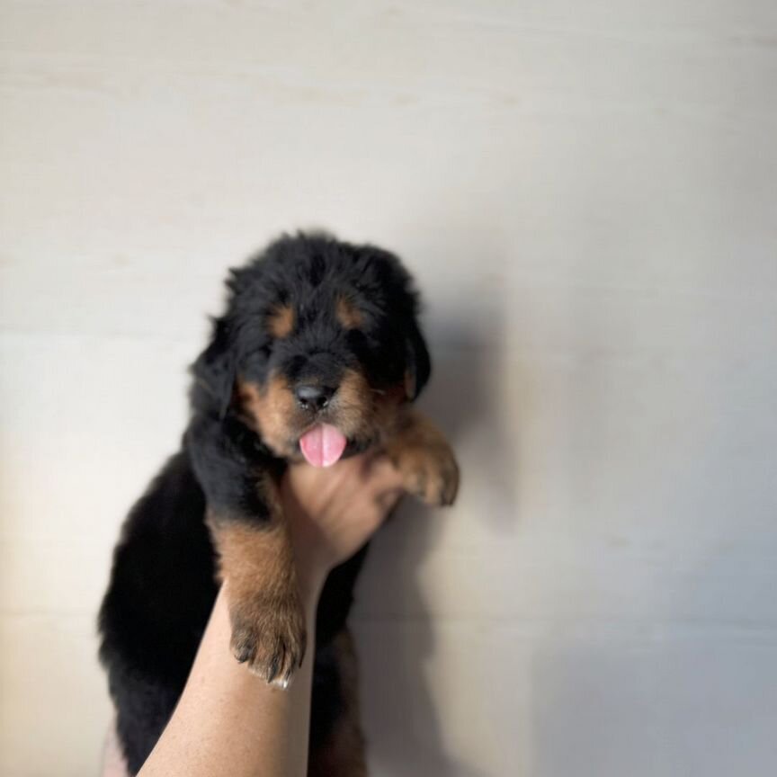 Тибетский мастиф щенки