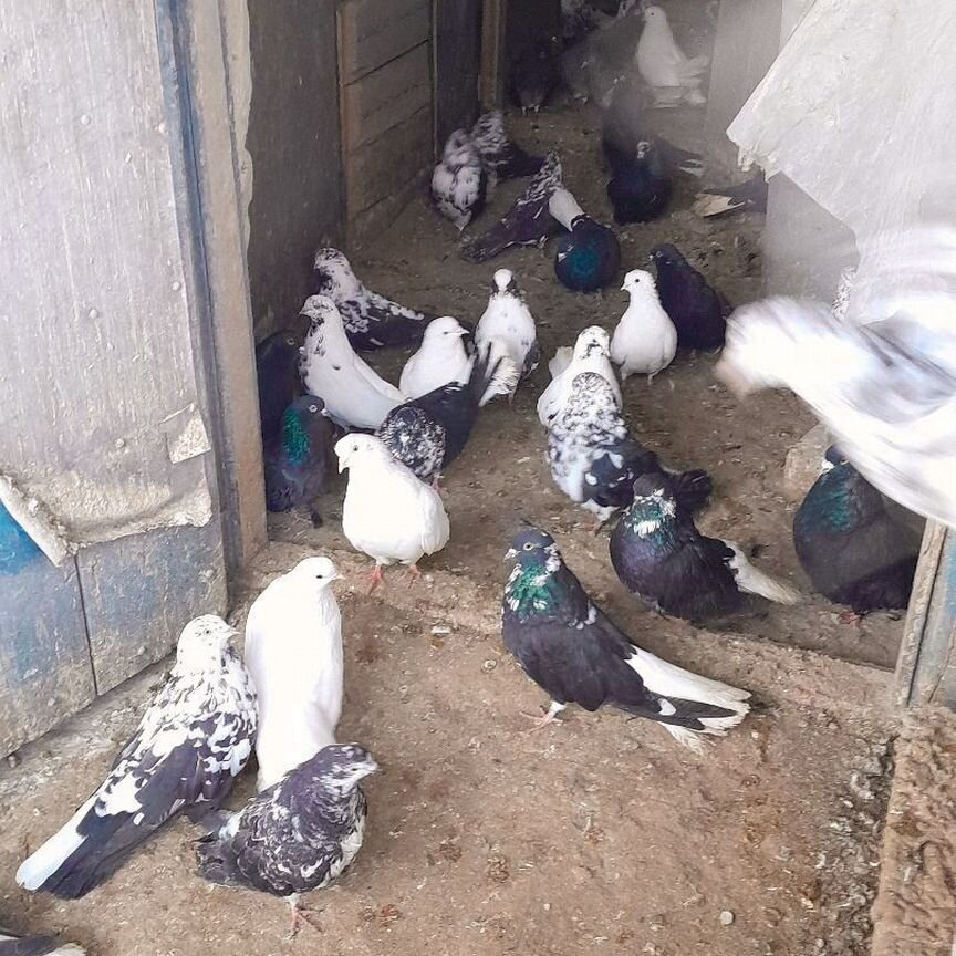 Голуби высоколетные