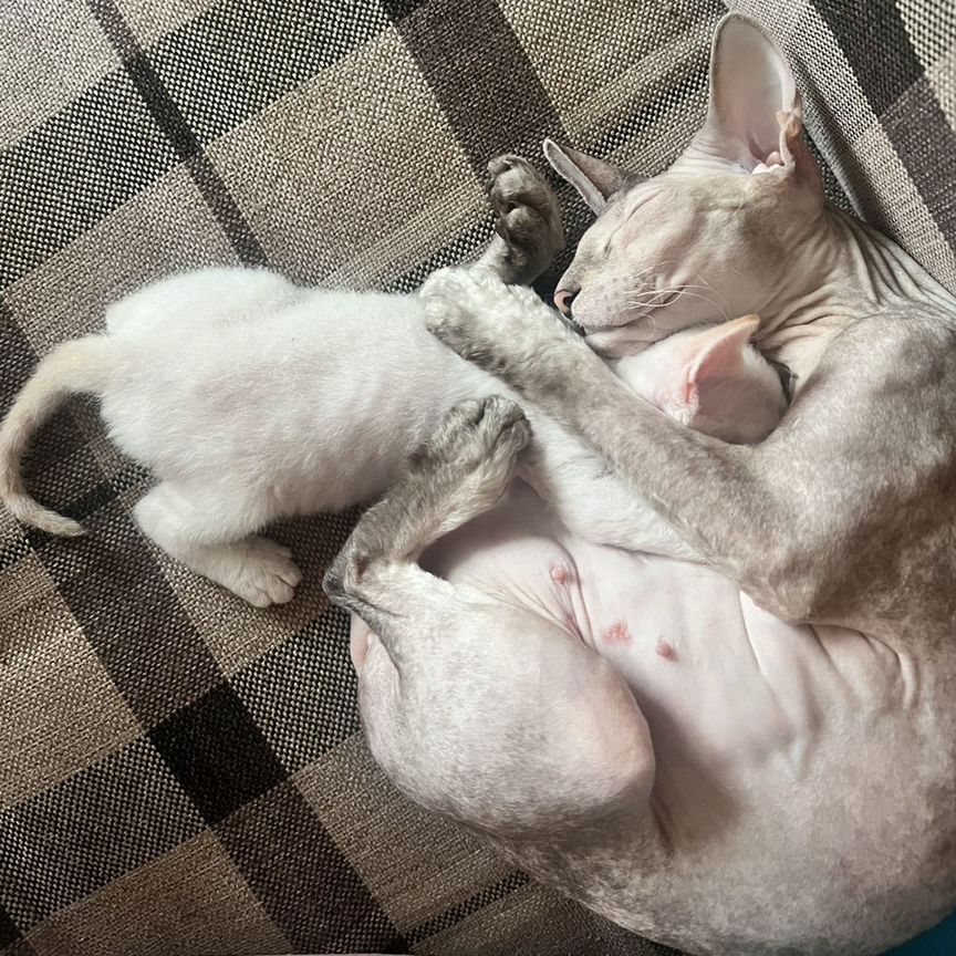 Котята донской браш